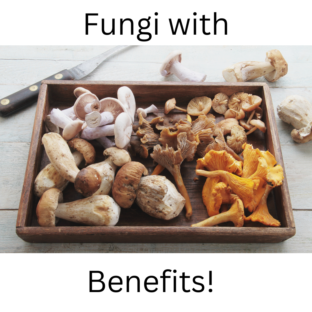 Adaptogenic Mushrooms: Benefits & Types – Milagro Mushrooms