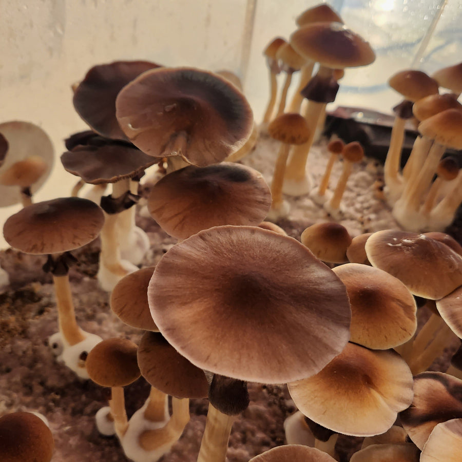 Our Mushroom Strains & Selection | Milagro Mushrooms
