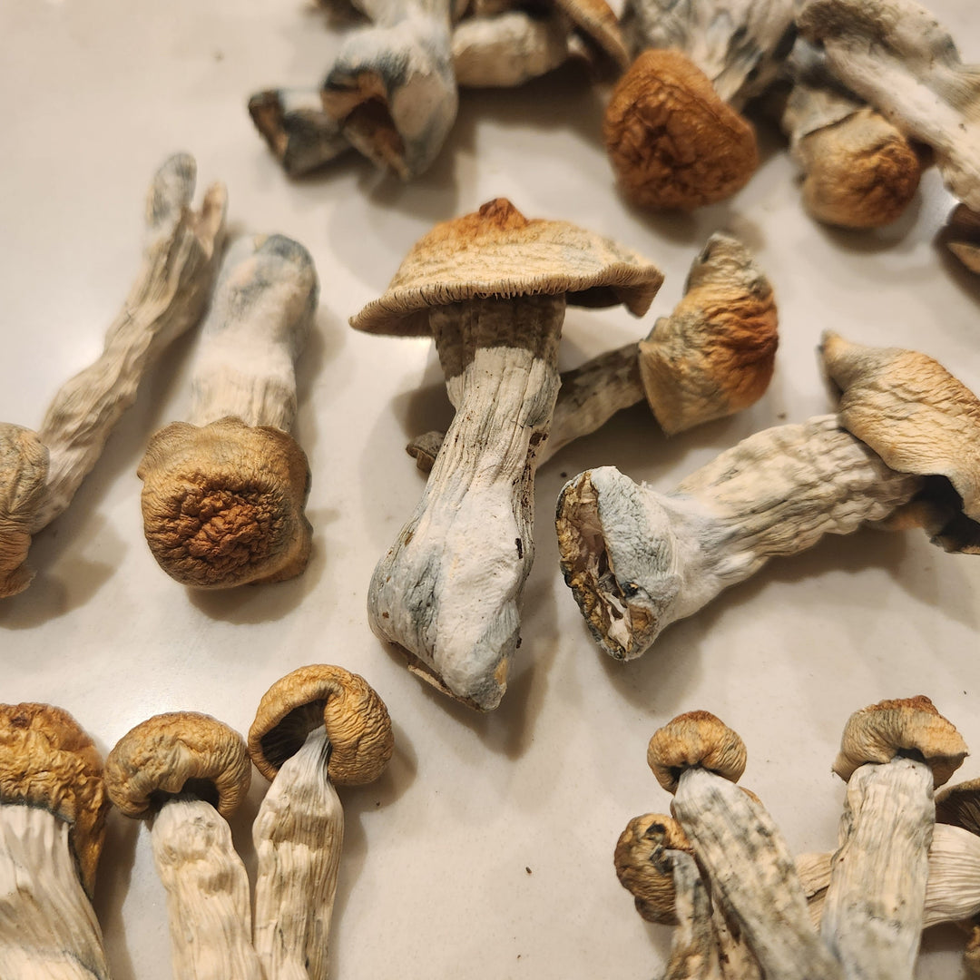 Our Mushroom Strains & Selection | Milagro Mushrooms